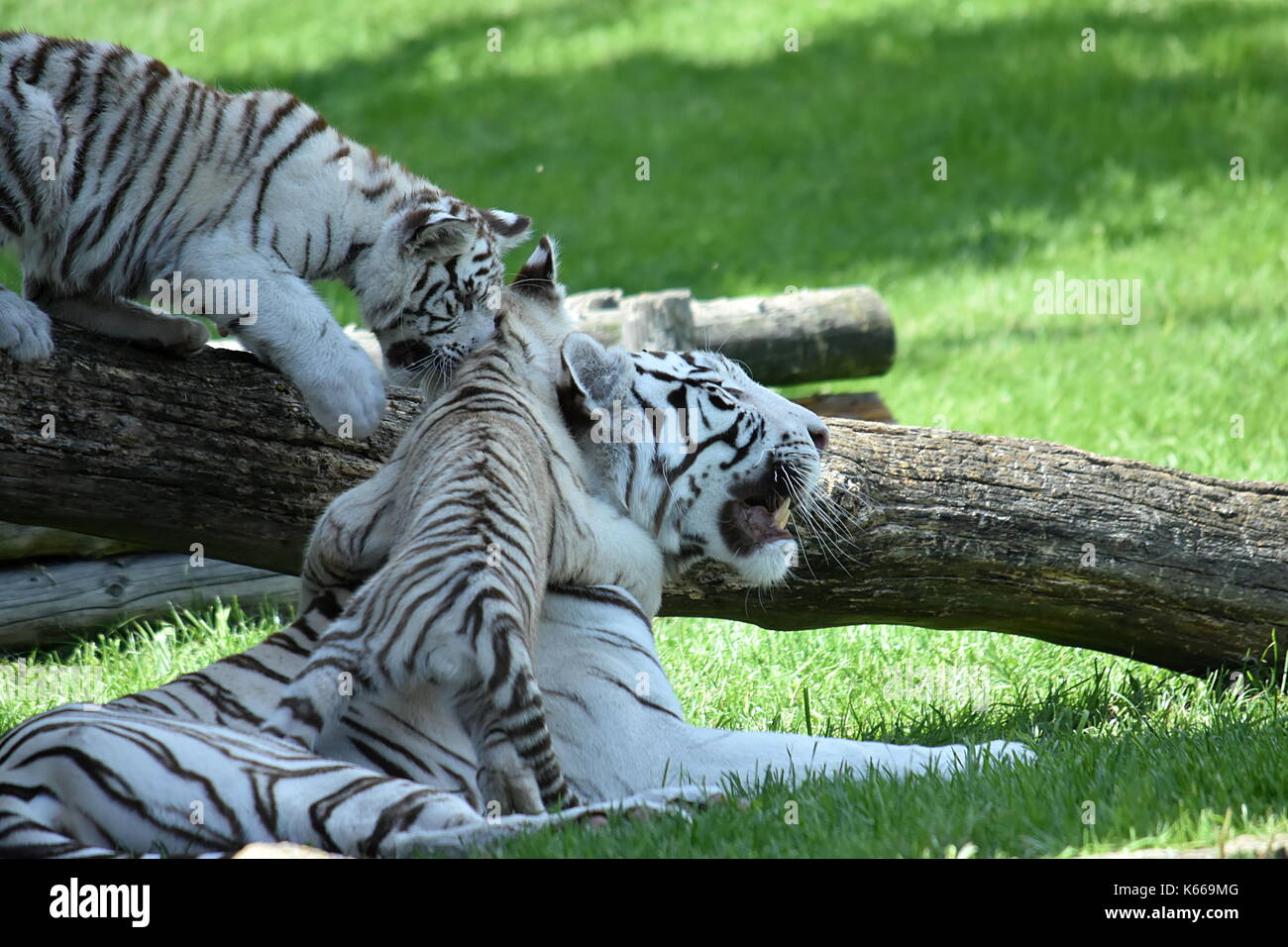 Childrentiger hi-res stock photography and images - Alamy