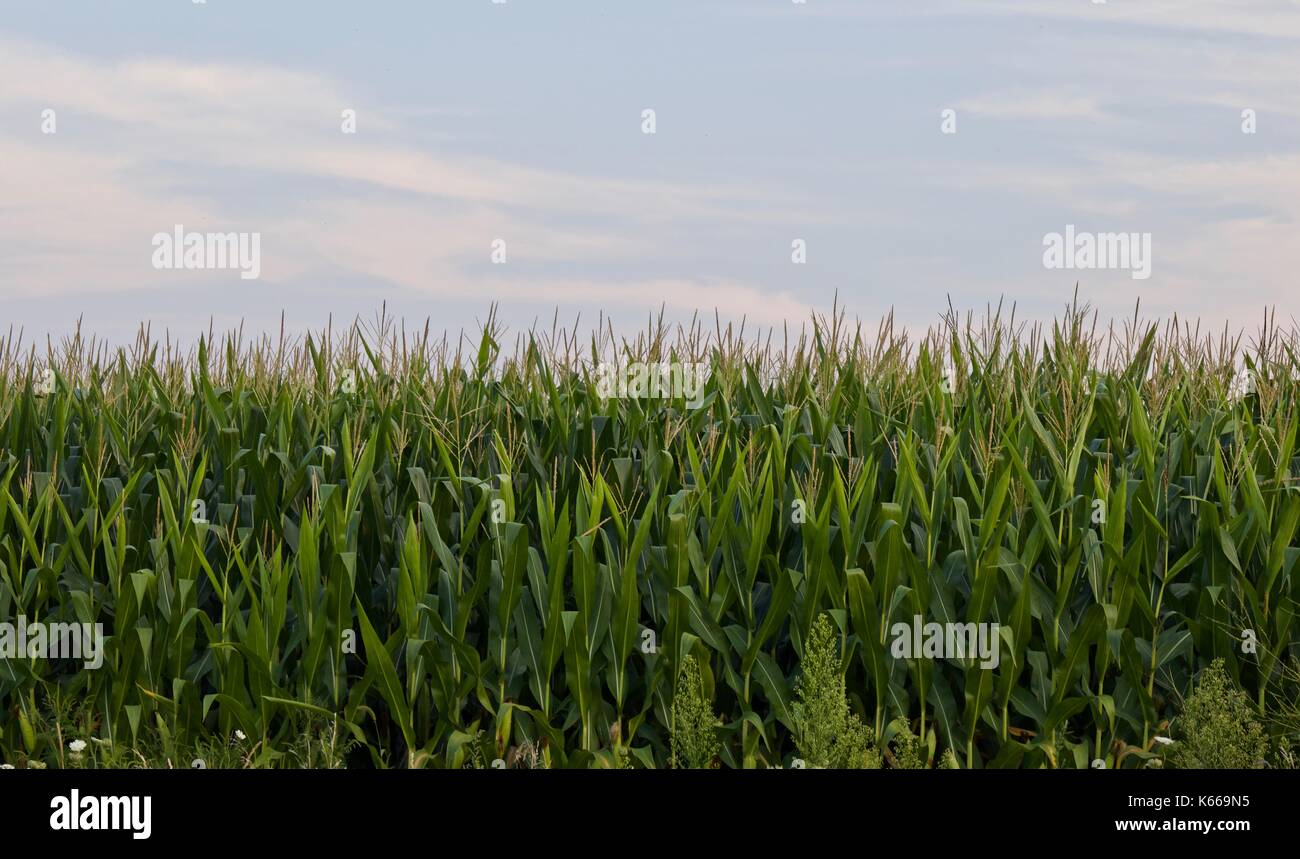 Beautiful background with a beautiful corn field Stock Photo - Alamy