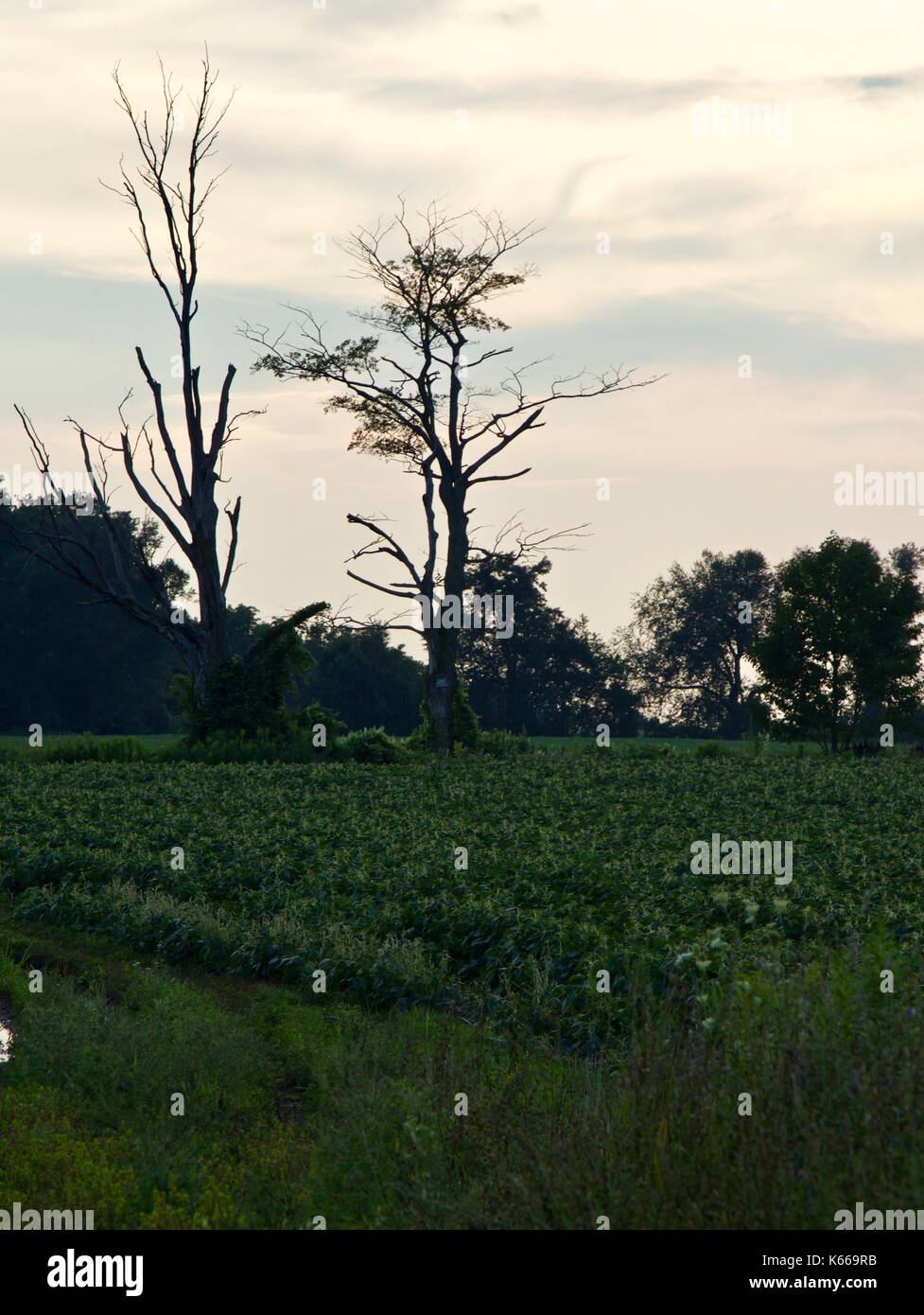 Beautiful photo of an amazing old trees Stock Photo - Alamy