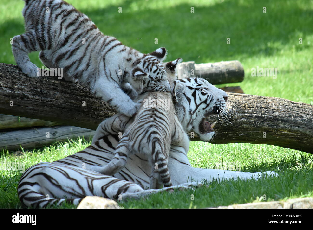 Childrentiger hi-res stock photography and images - Alamy