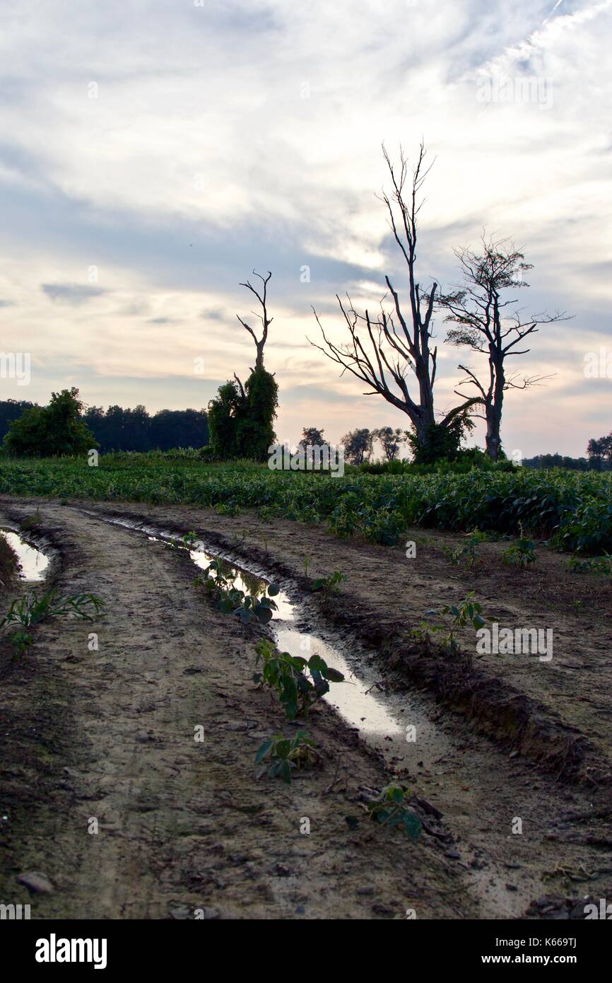 Photo of an amazing old trees and a road Stock Photo - Alamy