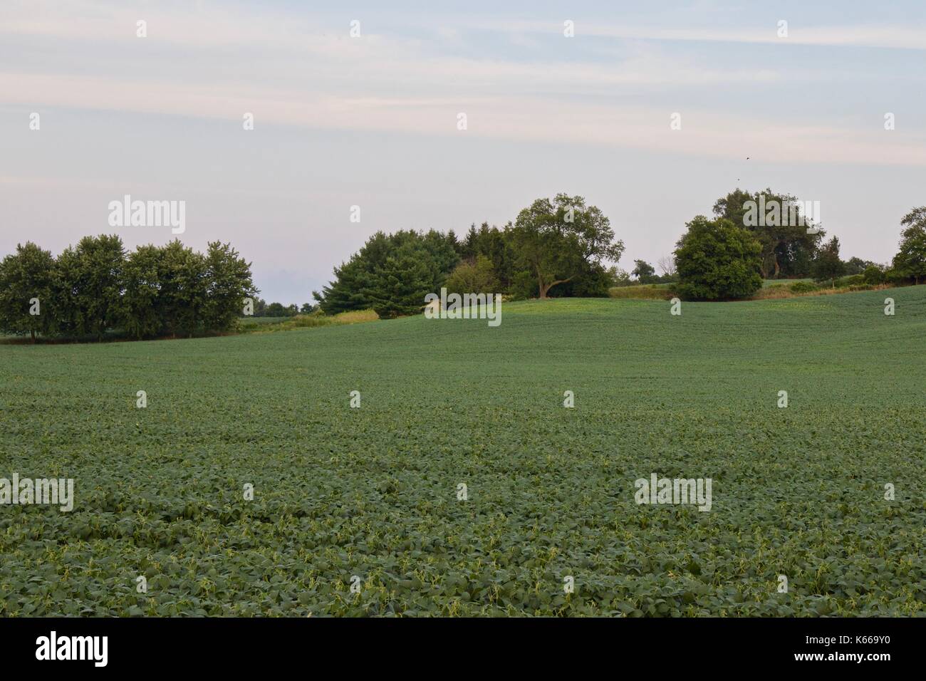 Isolated picture with a beautiful potatoes field Stock Photo - Alamy