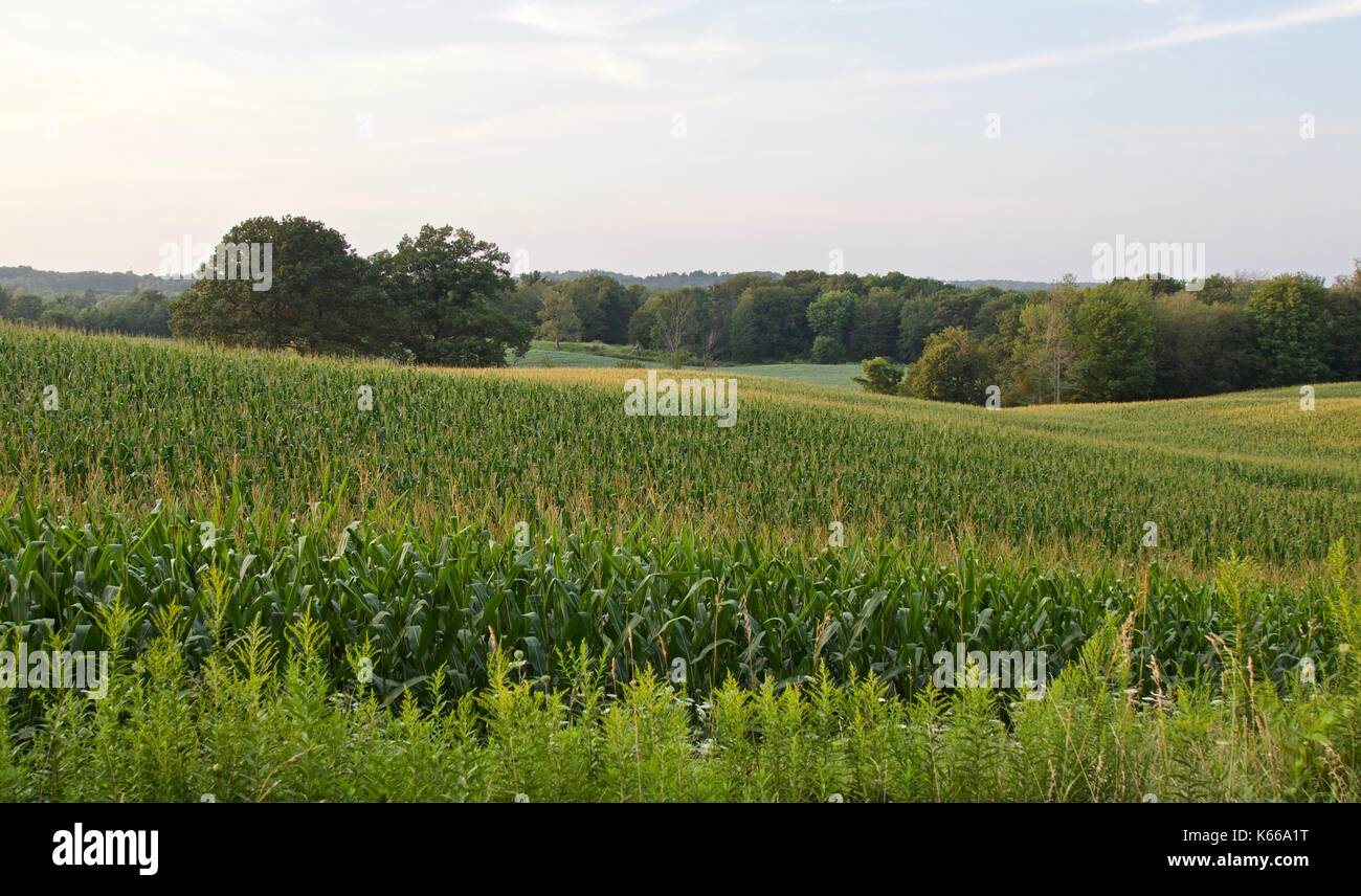 Isolated photo of a beautiful corn field Stock Photo - Alamy