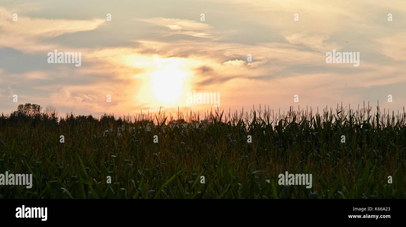 Picture with an amazing sunset in a field Stock Photo - Alamy