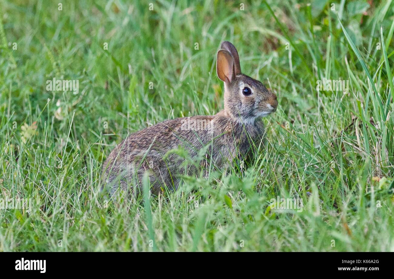 Image of a cute rabbit sitting in the grass Stock Photo - Alamy