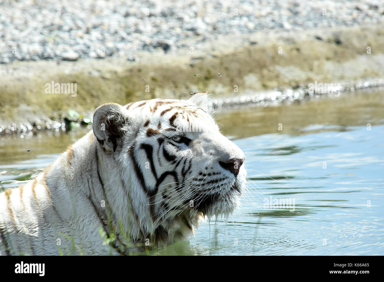 Tigerportrait hi-res stock photography and images - Alamy