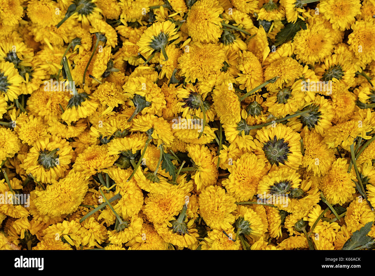 Beautiful bloom bright hi-res stock photography and images - Alamy