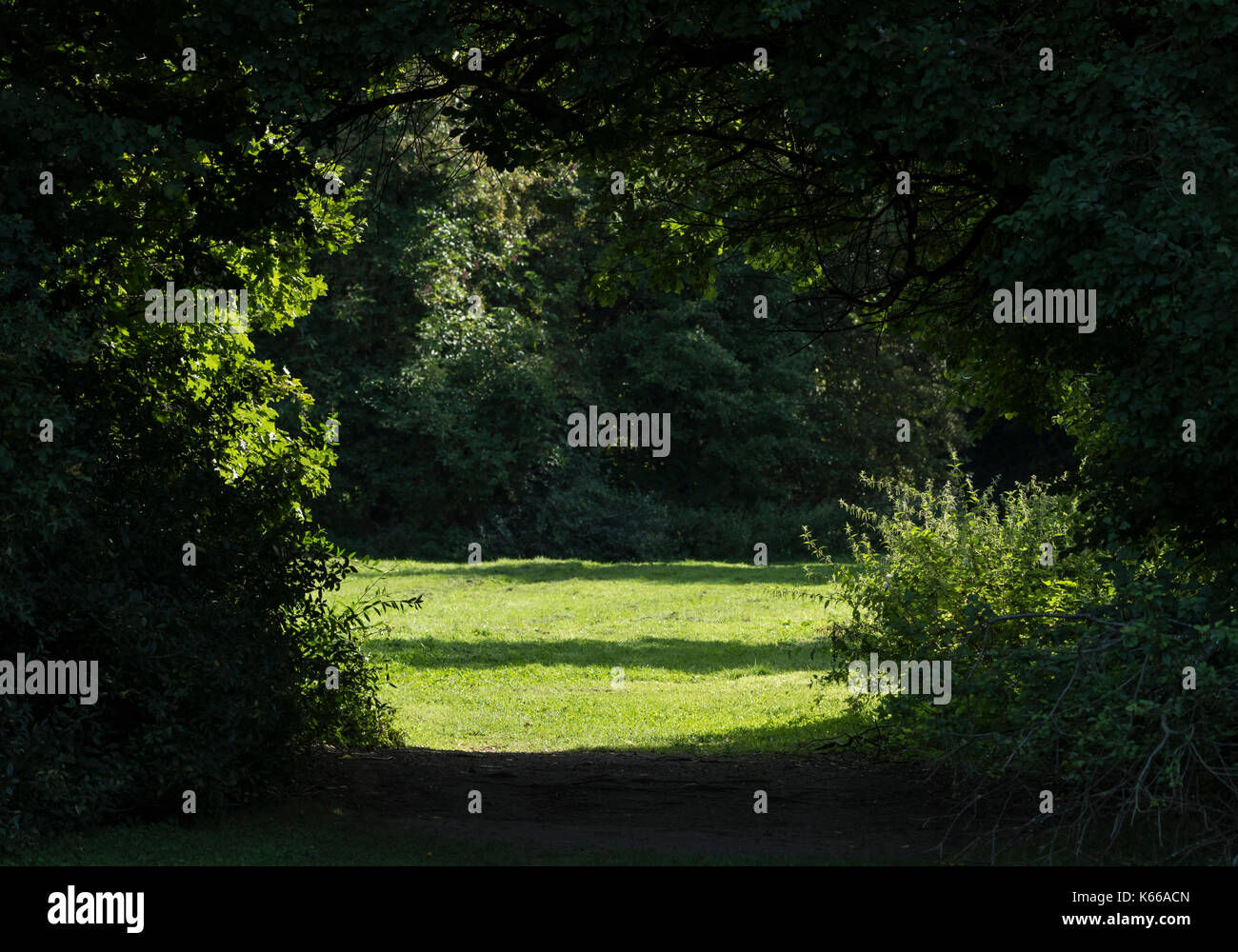 Backlit tree arch Stock Photo - Alamy