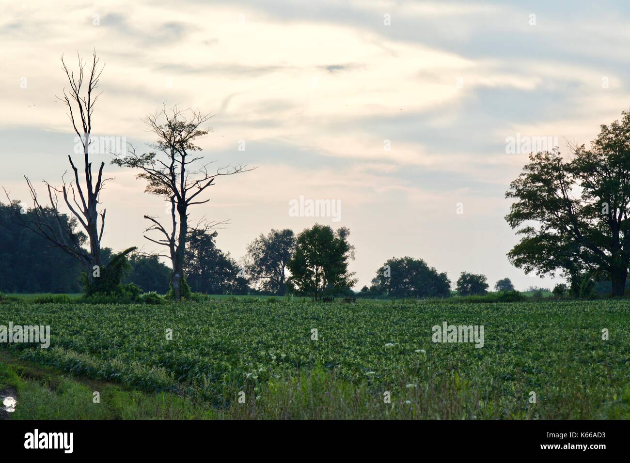 Beautiful background with an amazing old trees Stock Photo - Alamy