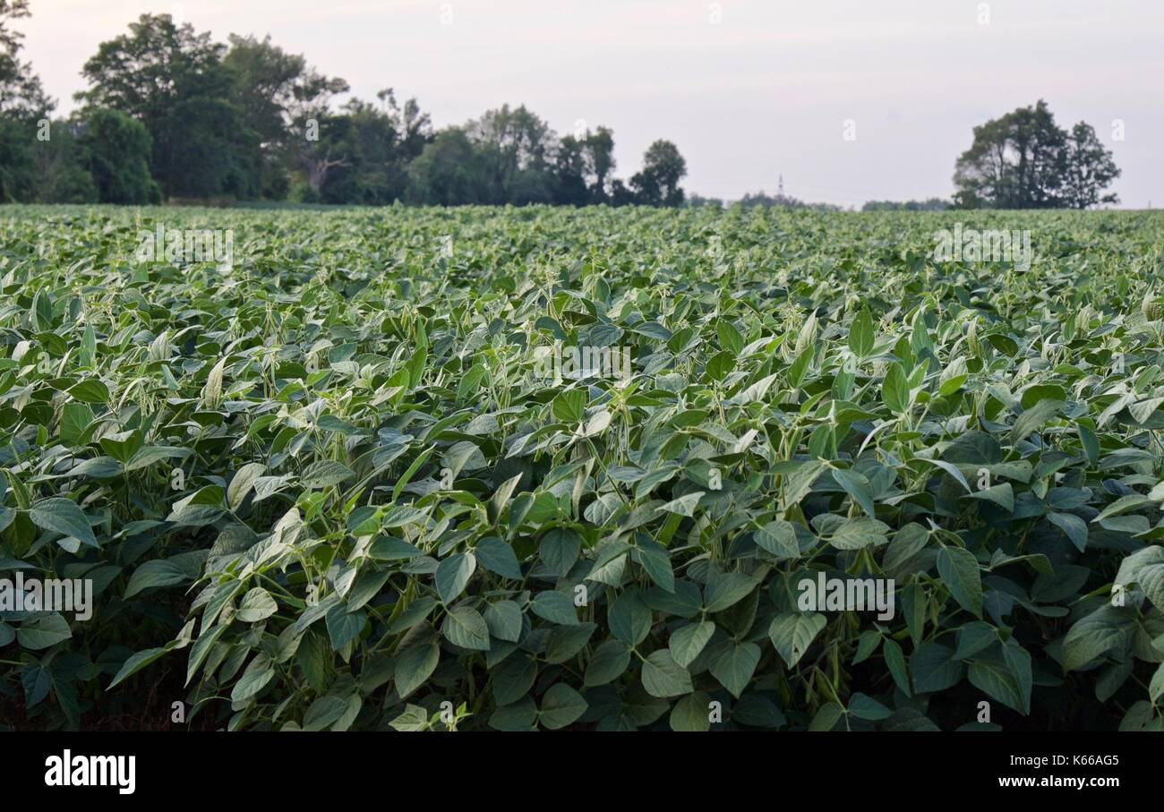 Beautiful photo potatoes field hi-res stock photography and images - Alamy