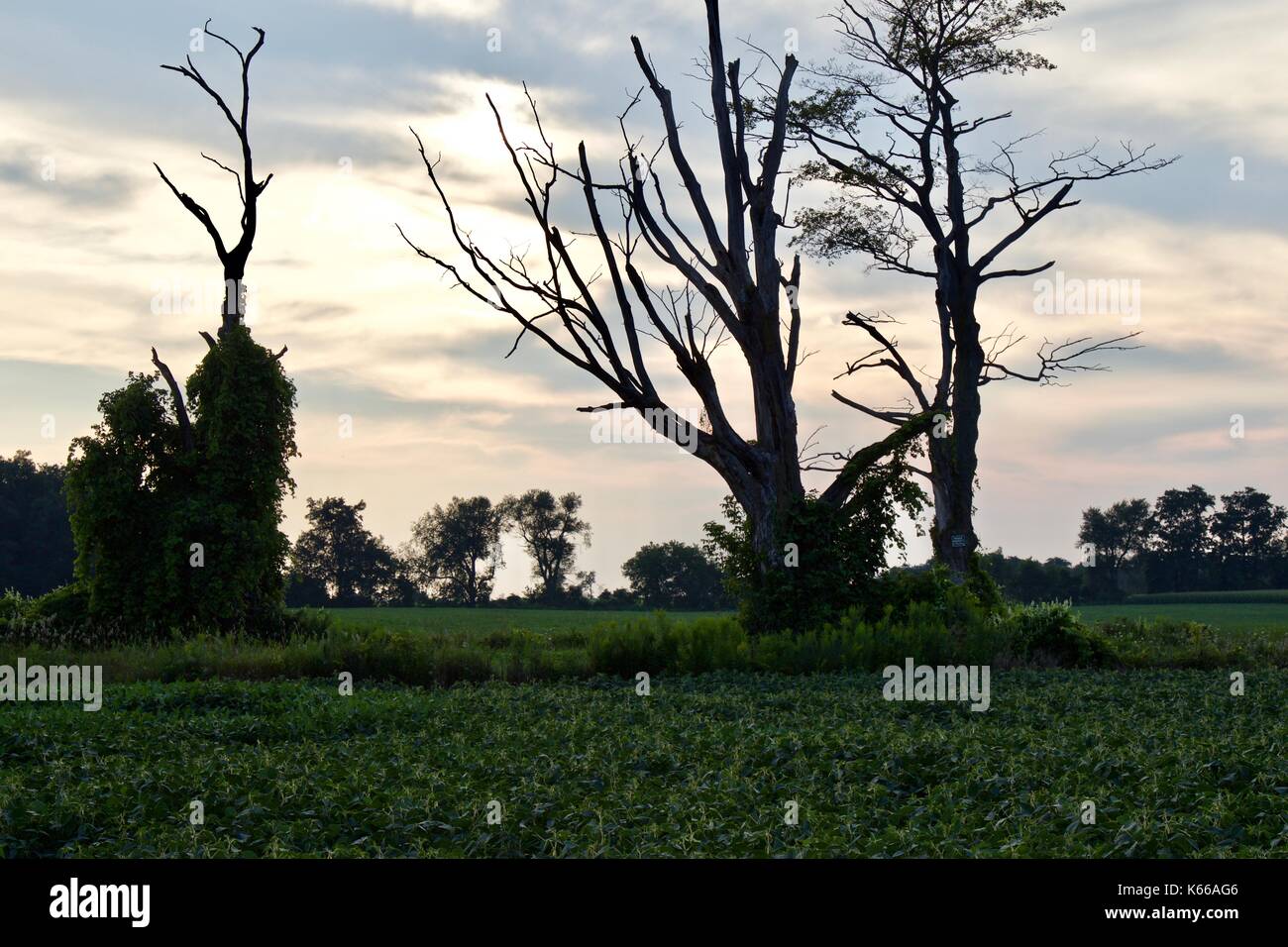 Beautiful isolated photo of an amazing old trees Stock Photo - Alamy