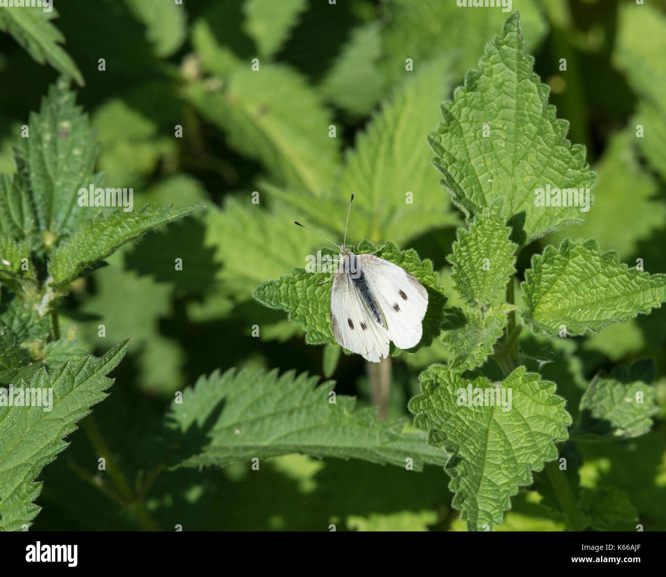 White spots on butterfly wings hi-res stock photography and images - Alamy
