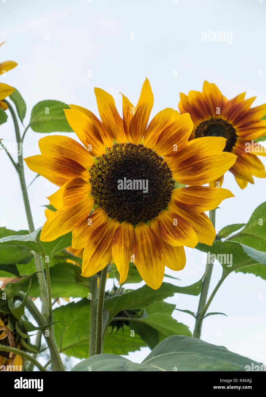 Sunflower Helios Flame Stock Photo - Alamy