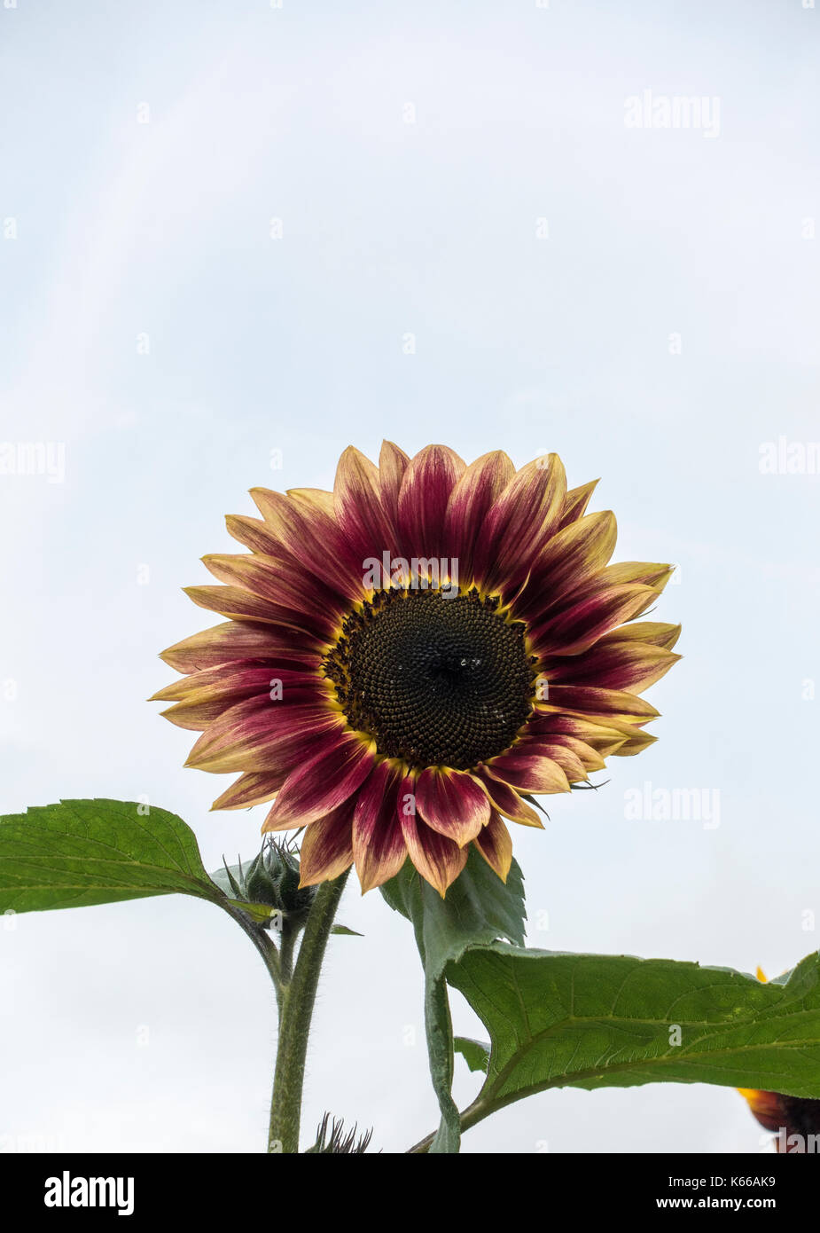 Sunflower shock o lat hi-res stock photography and images - Alamy