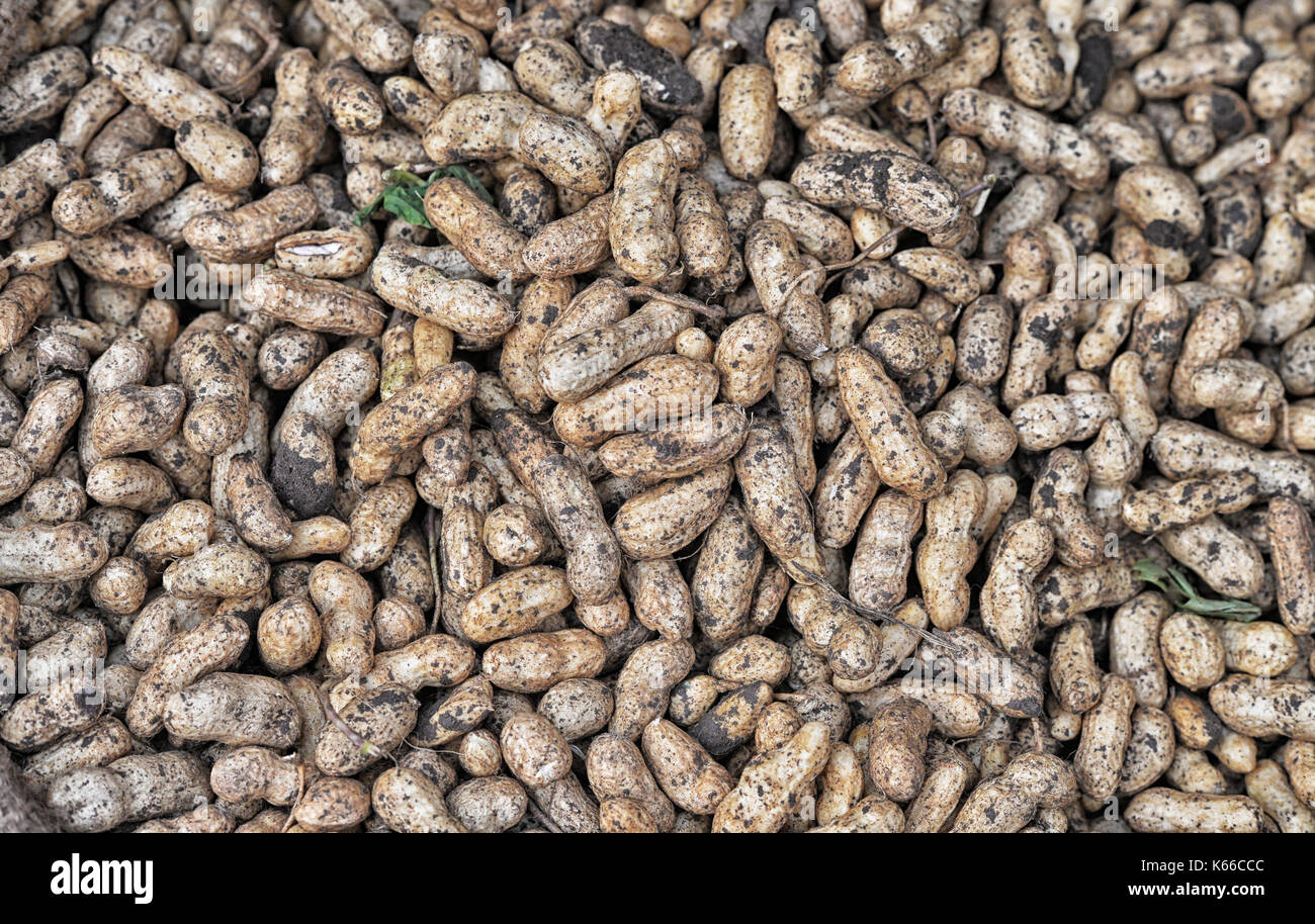 Peanuts for sale hi-res stock photography and images - Alamy