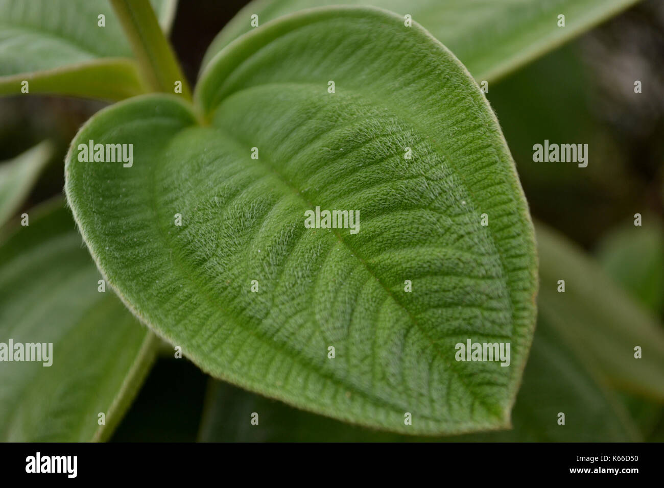 Soft leaf hi-res stock photography and images - Alamy