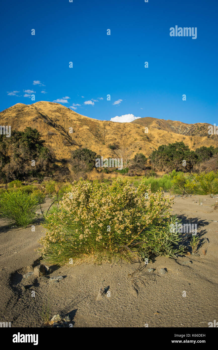 Goldenbush hi-res stock photography and images - Alamy