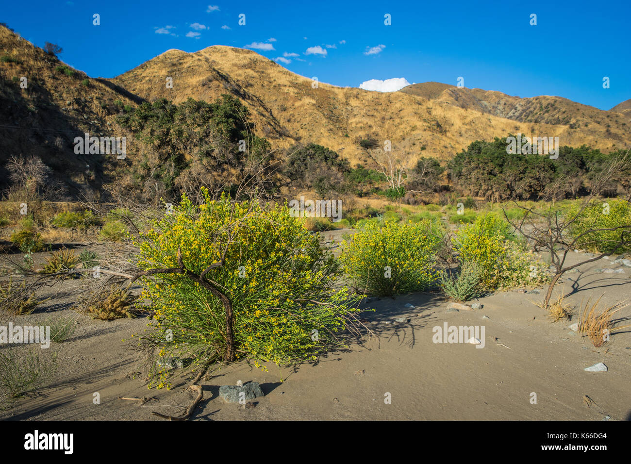 Yellow flowering bushes grow in the sandy riverbed of a dry wash in ...