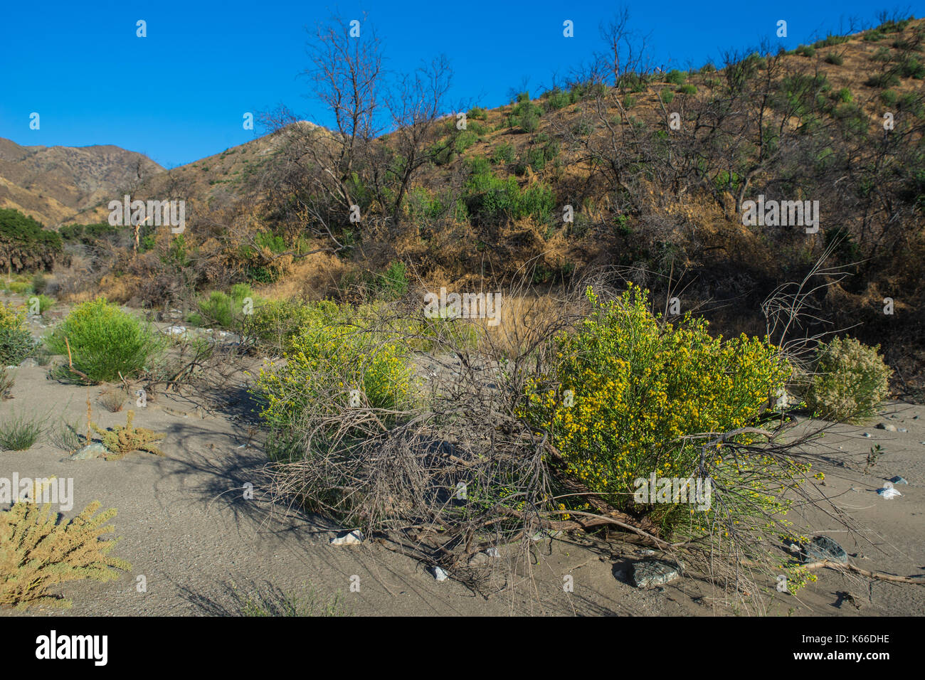 Flowering yellow desert bush grows in sand of canyon in southern ...