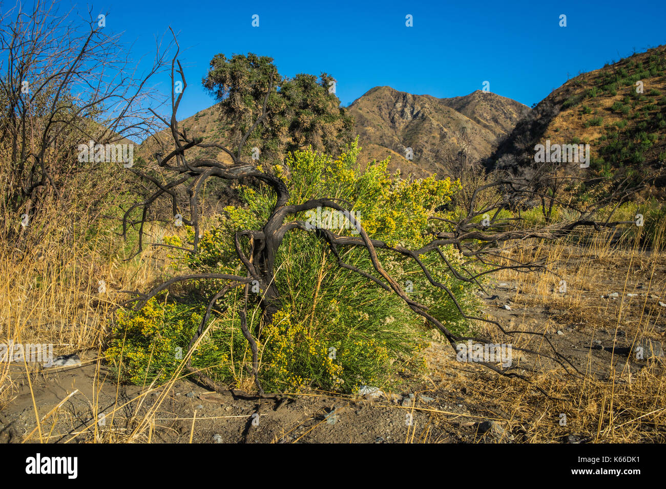Dead tree surrounded by a living flowering yellow bush in the canyons ...