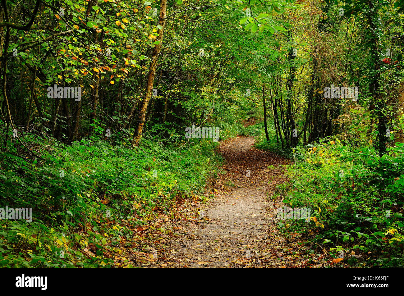Forest track through Thorncombe Wood, Dorset Stock Photo - Alamy