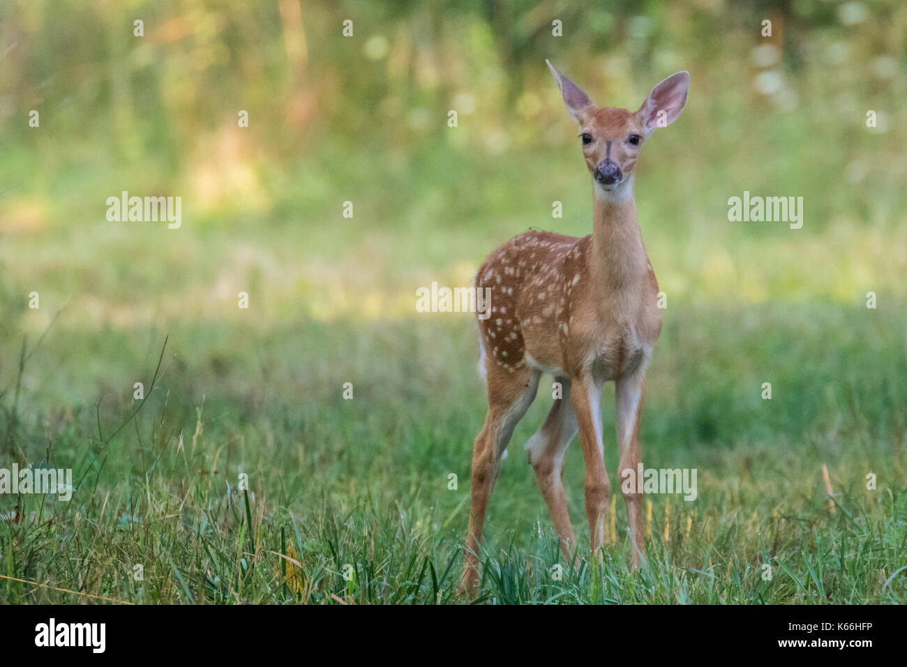 White-tailed deer fawn Stock Photo - Alamy