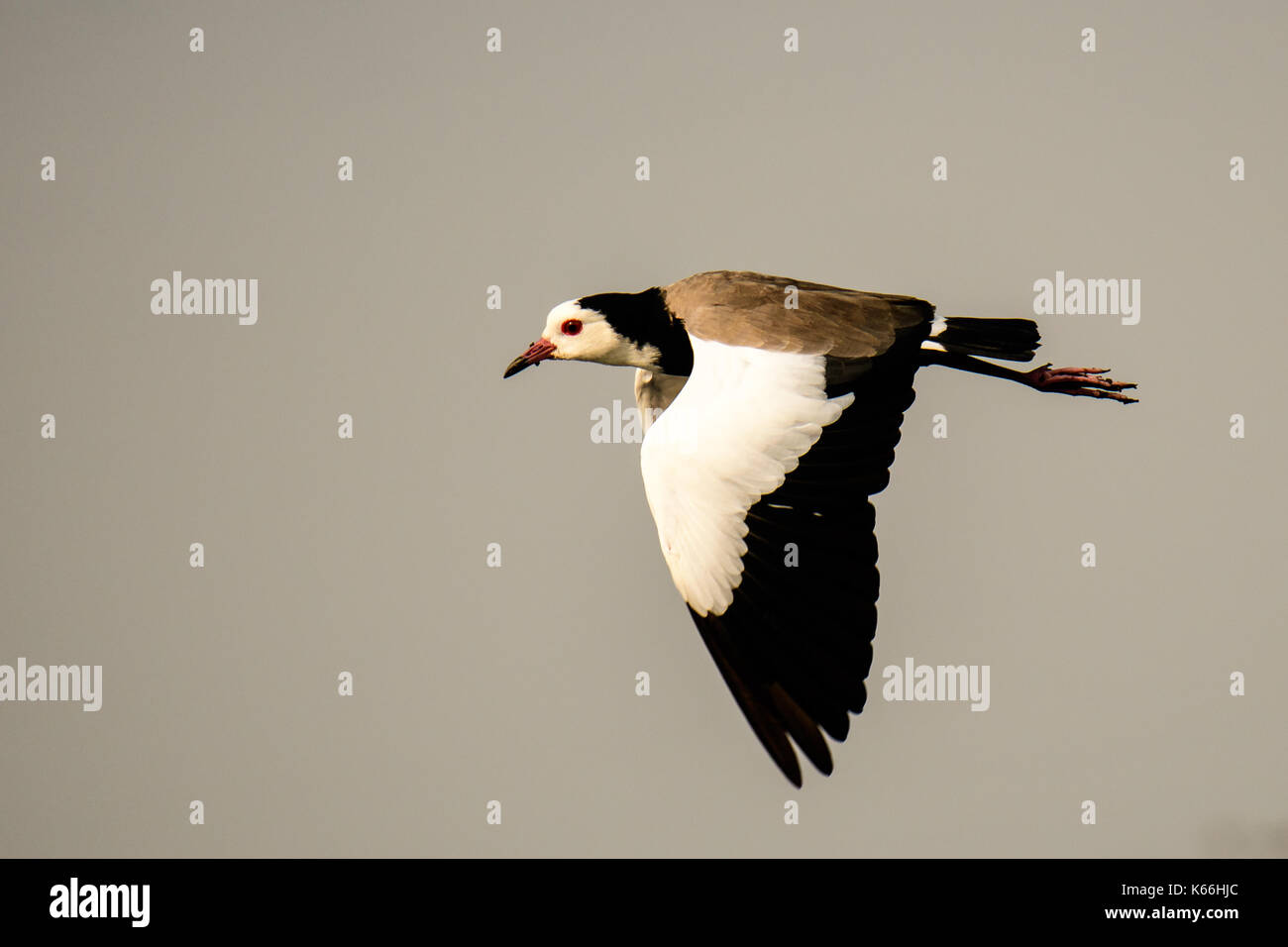 long toed lapwing in flight Stock Photo - Alamy
