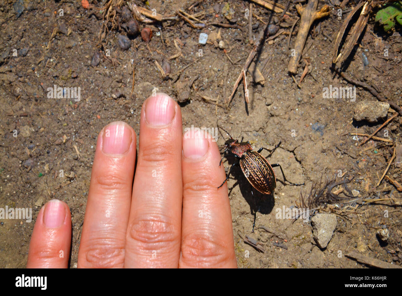 Ground beetle, beautiful bronze bug, sitting on a hand Stock Photo - Alamy