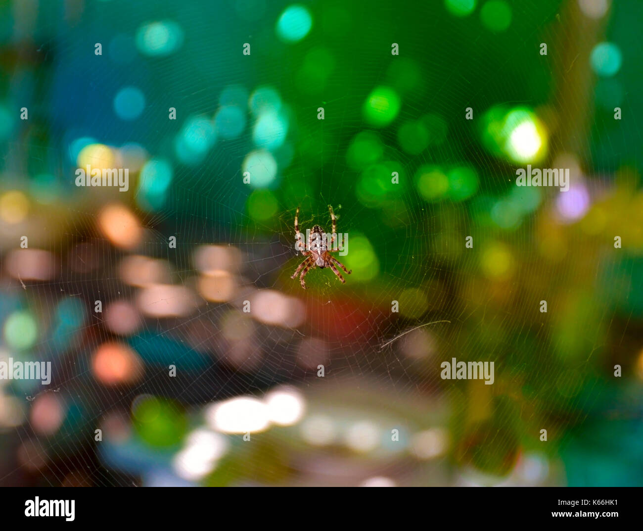 Spider garden-spider (lat. Araneus) kind araneomorph spiders of the ...