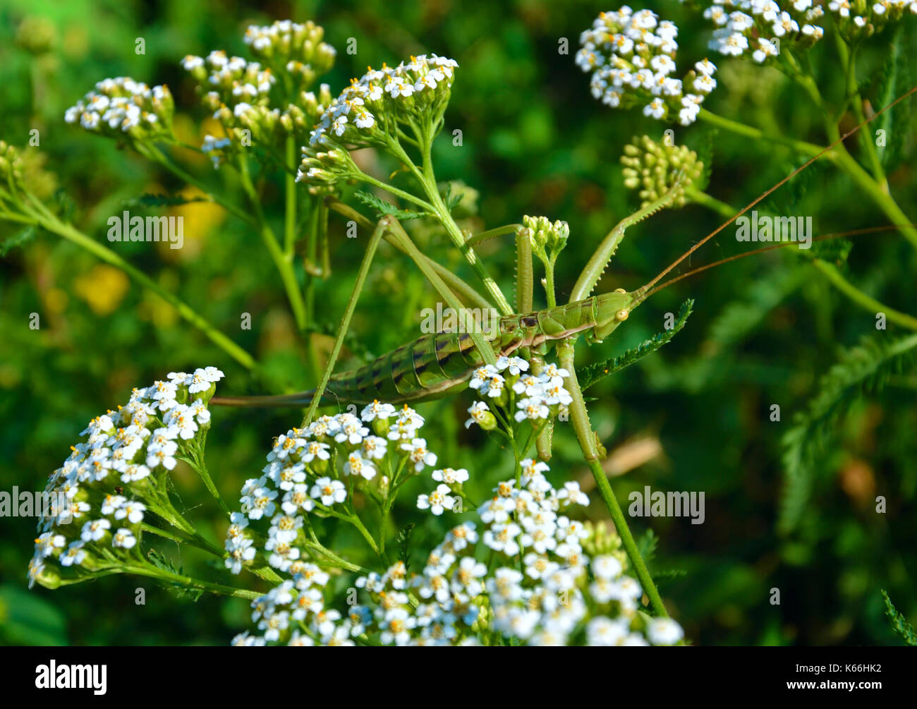 Saga pedo is a species of bush cricket, which makes it one of the ...