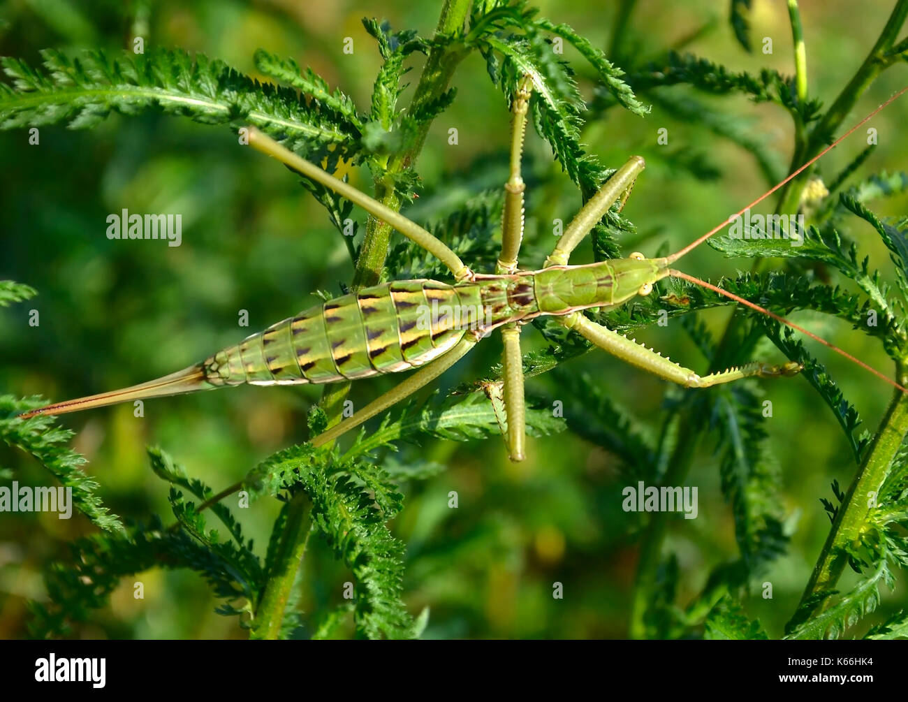 Saga pedo is a species of bush cricket, which makes it one of the ...