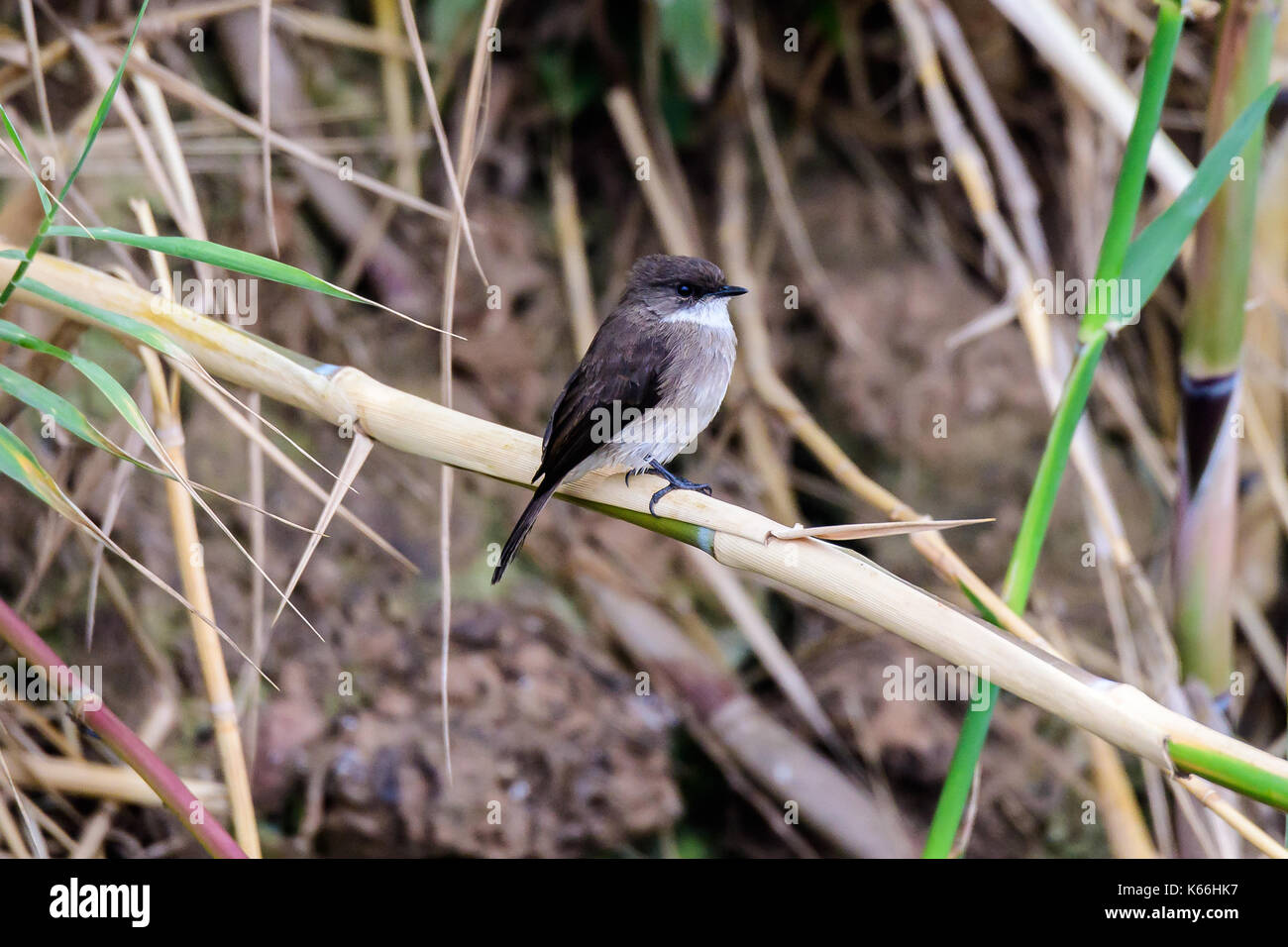swamp flycatcher perched on the branch of a tree Stock Photo - Alamy