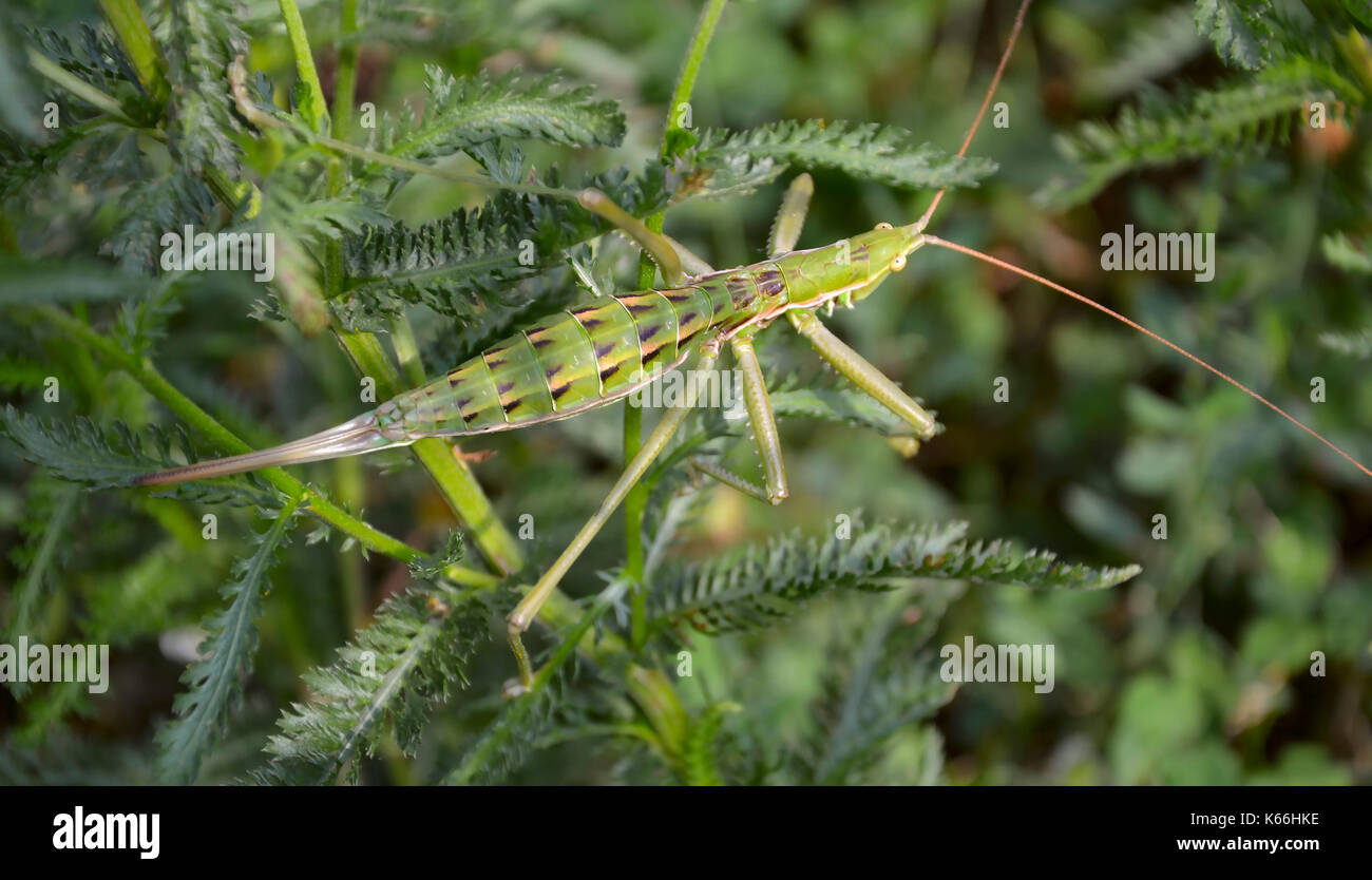 Saga pedo is a species of bush cricket, which makes it one of the ...