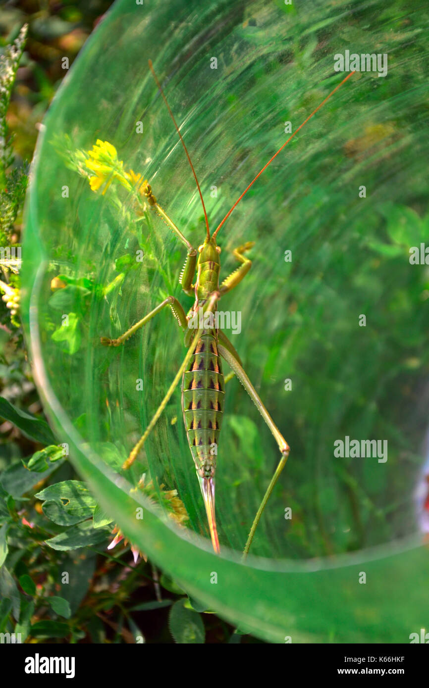 Saga pedo is a species of bush cricket, which makes it one of the ...