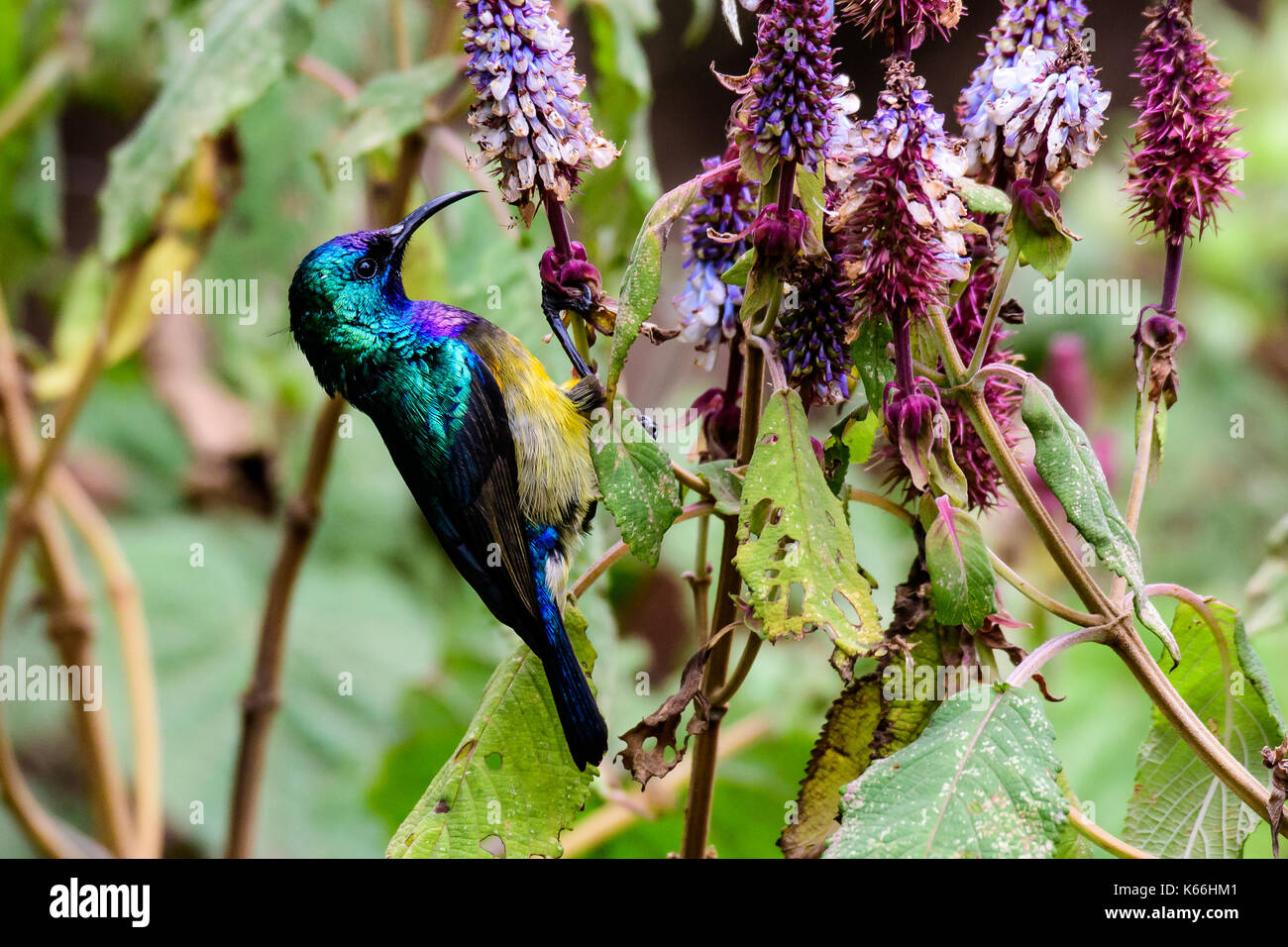 Variable sunbird perched on the stem of a flower Stock Photo - Alamy