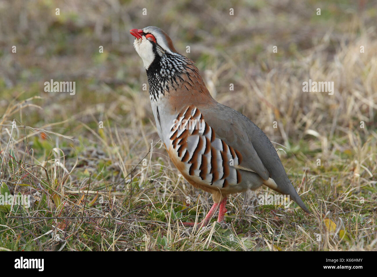 Red legged partridge fly hi-res stock photography and images - Alamy