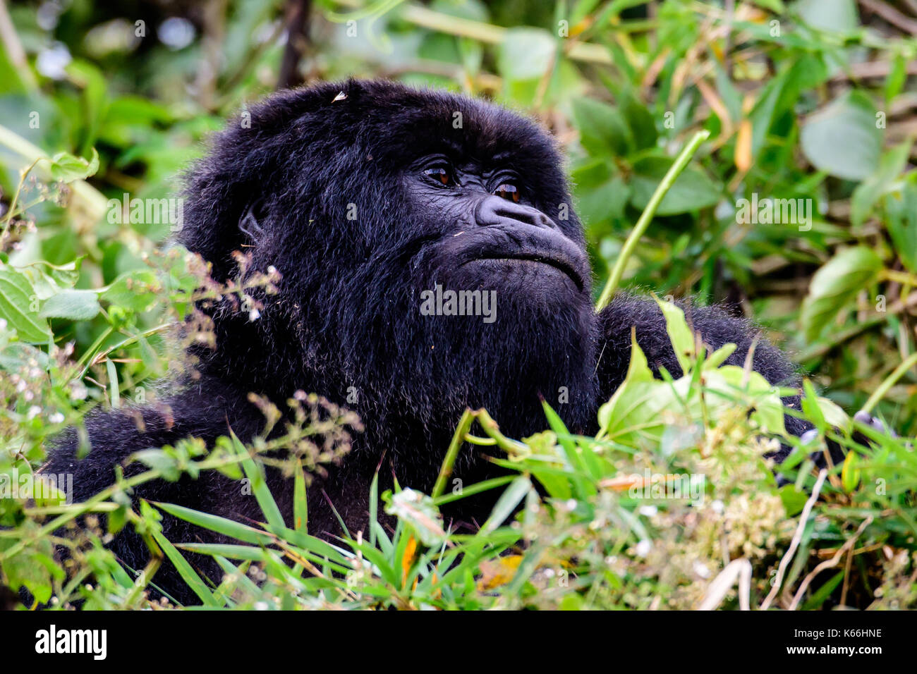 Head shot of a female mountain gorilla in the bush Stock Photo - Alamy