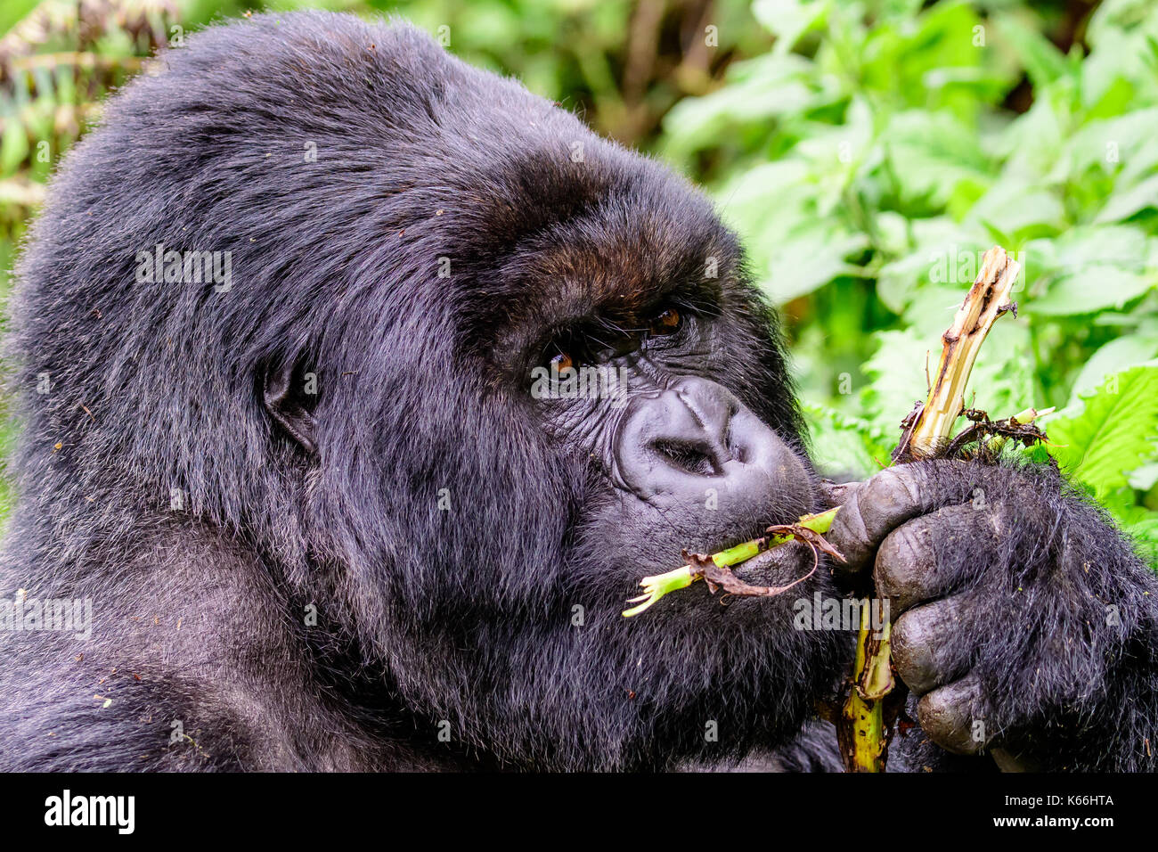 Gorilla head hi-res stock photography and images - Alamy