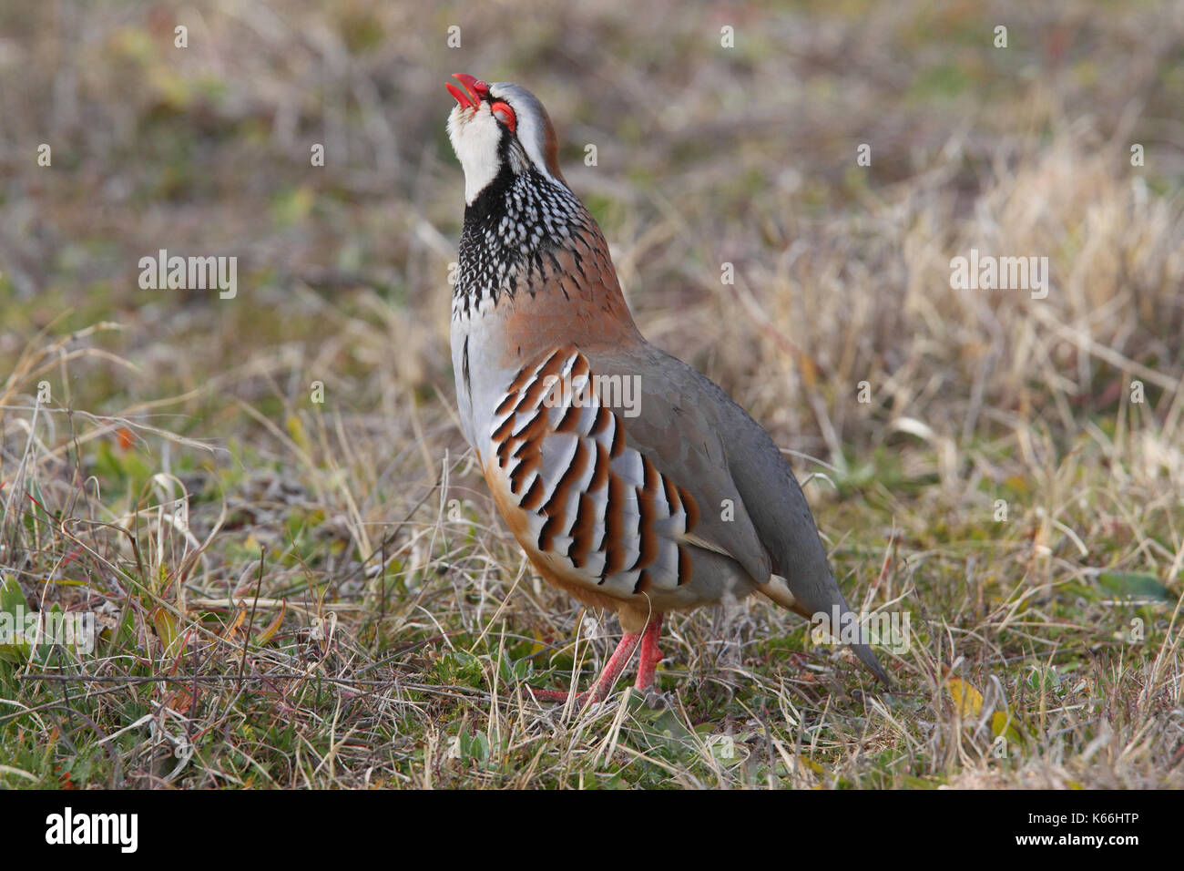 red legged partridge Stock Photo - Alamy