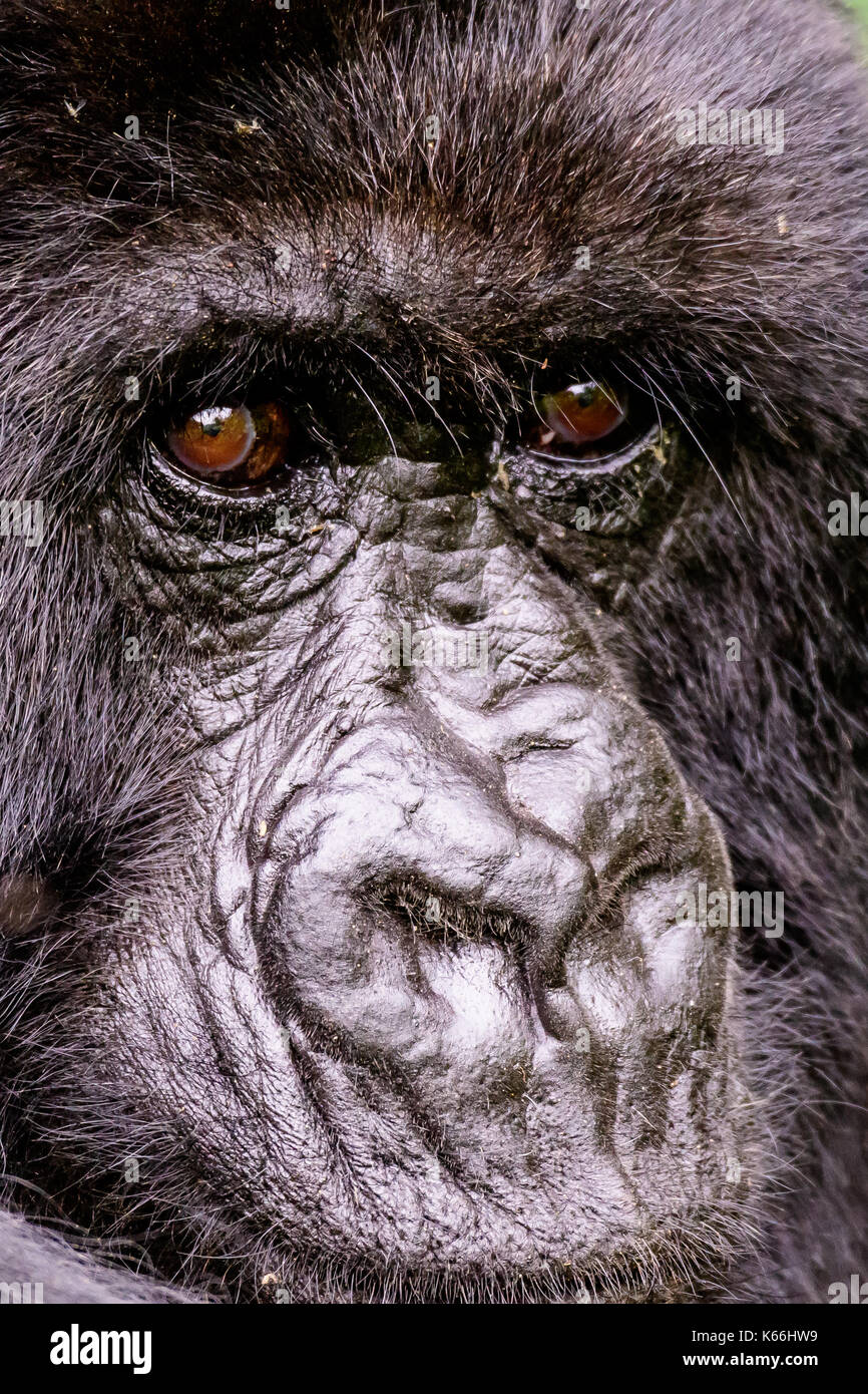 eyes and nose of a mountain gorilla Stock Photo - Alamy