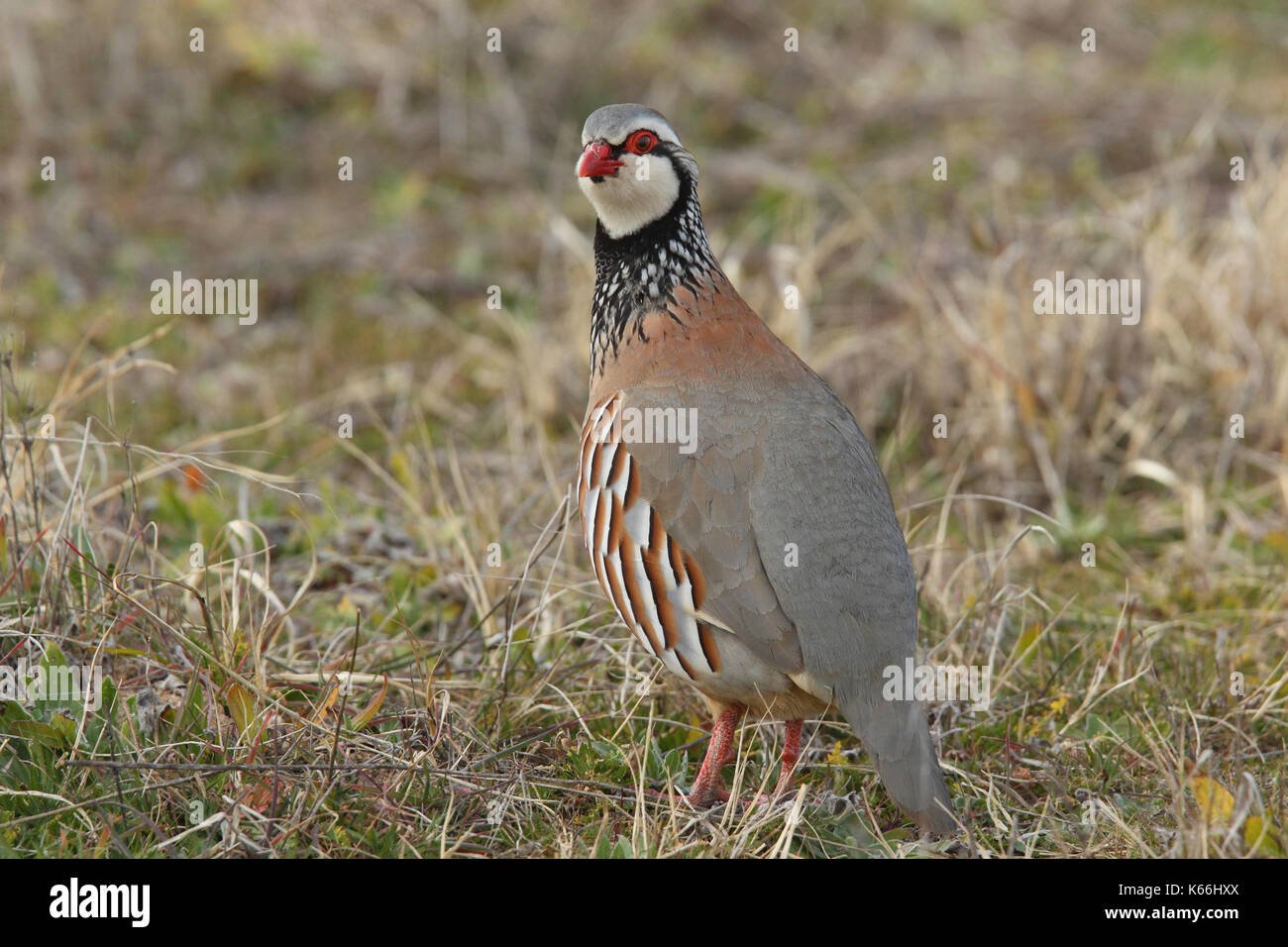 red legged partridge Stock Photo - Alamy