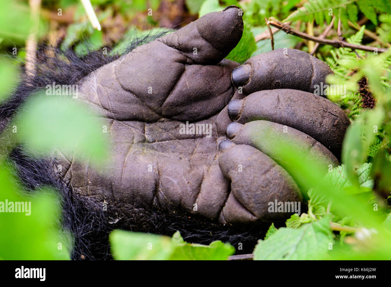Gorilla hand hi-res stock photography and images - Alamy