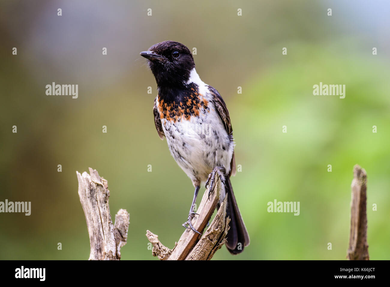 African perch hi-res stock photography and images - Alamy