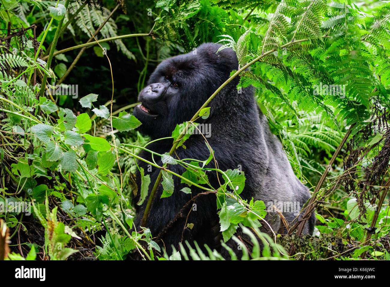 Silverback mountain gorilla in vegetation Stock Photo - Alamy