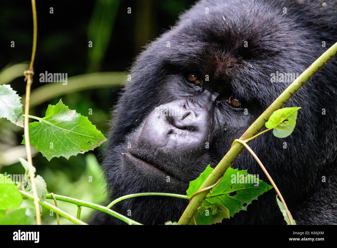 Face of a silverback mountain gorilla peeping through the undergrowth ...