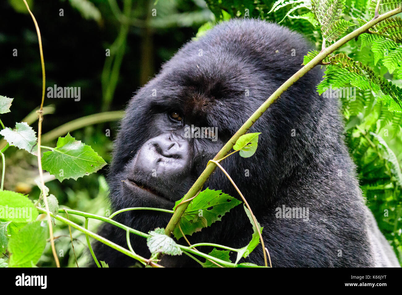 Silverback mountain gorilla looking through the vegetation Stock Photo ...