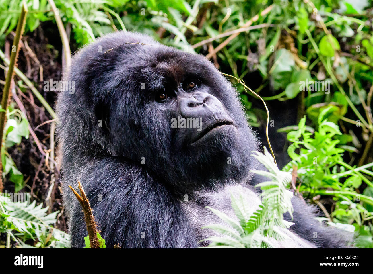 Gorilla head hi-res stock photography and images - Alamy