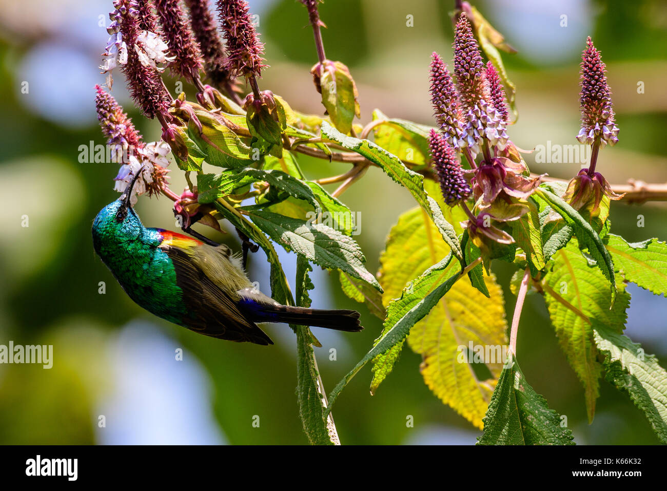 Sunbird feeding hi-res stock photography and images - Alamy