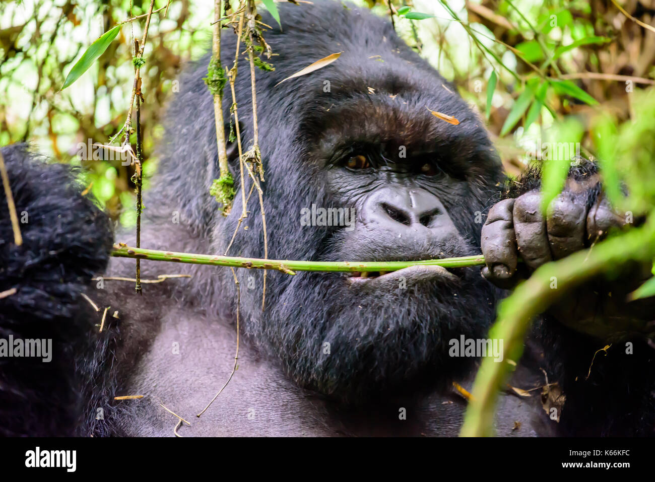 Silverback gorilla eating hi-res stock photography and images - Alamy