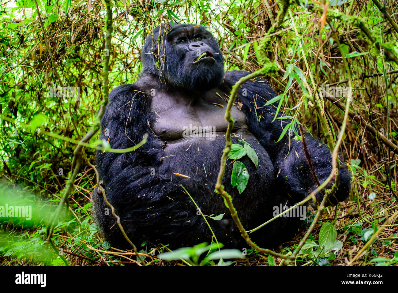 silverback mountain gorilla sitting in the bamboo forest Stock Photo ...